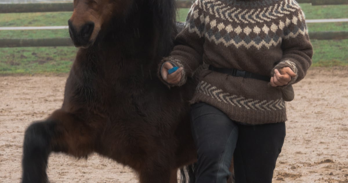 Die Idee | Training Equus