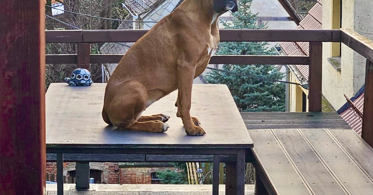 Elisa vom Rubinberg - Welpen nach Mutti‘s Namen - Boxer | Boxer vom ...