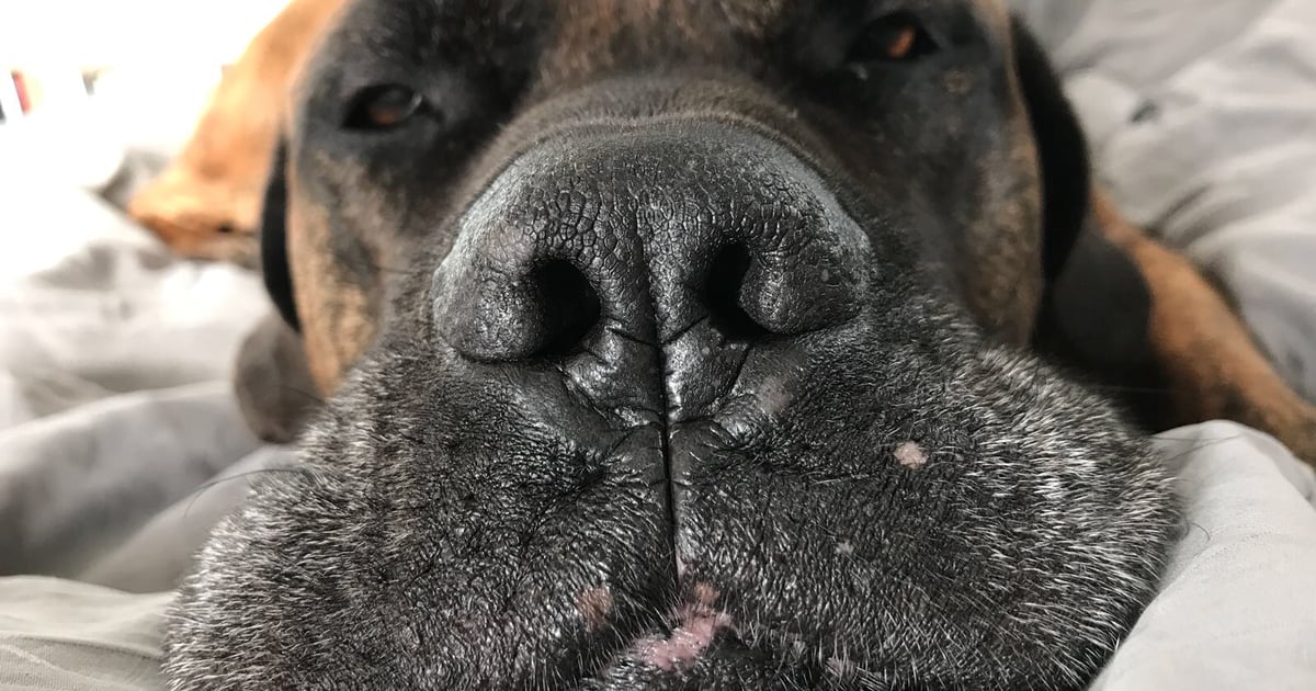 dog training - dog walking - dog nutrition & health advice | buddy goes ...