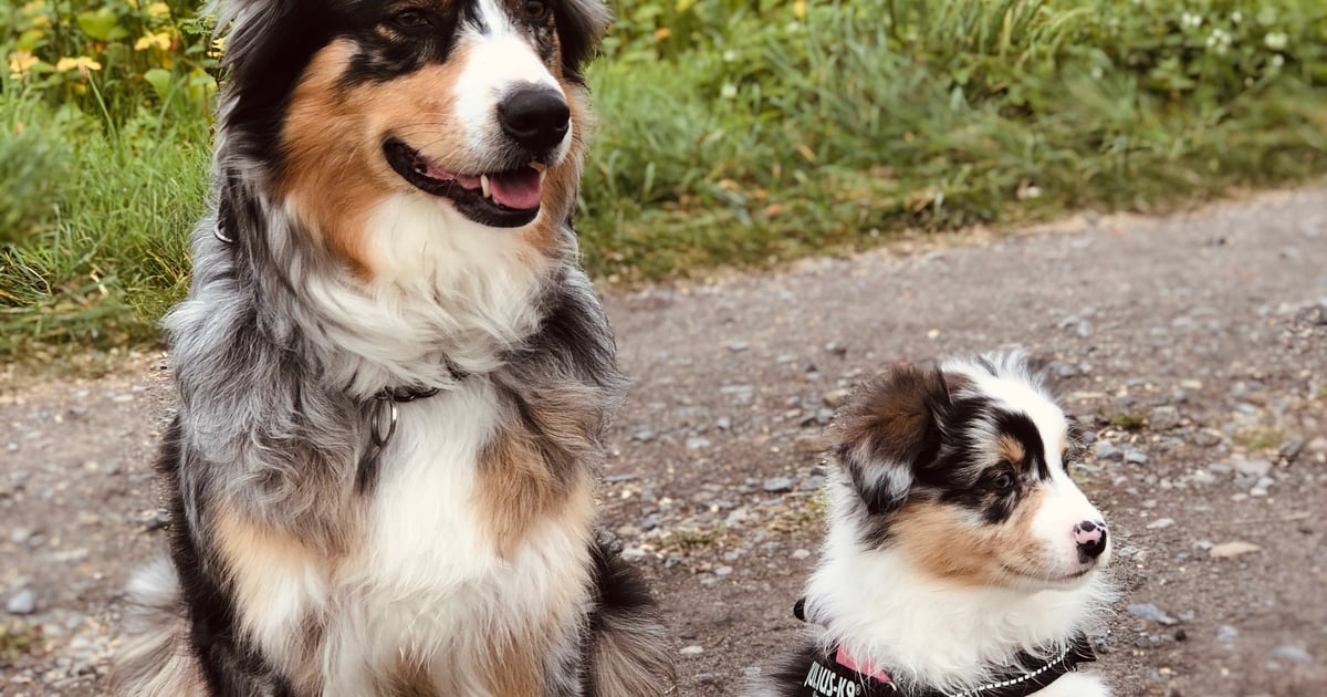 Galerie | Best-Buddy-Aussies