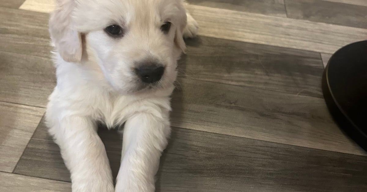 Nachzucht | Golden Xander-Blue