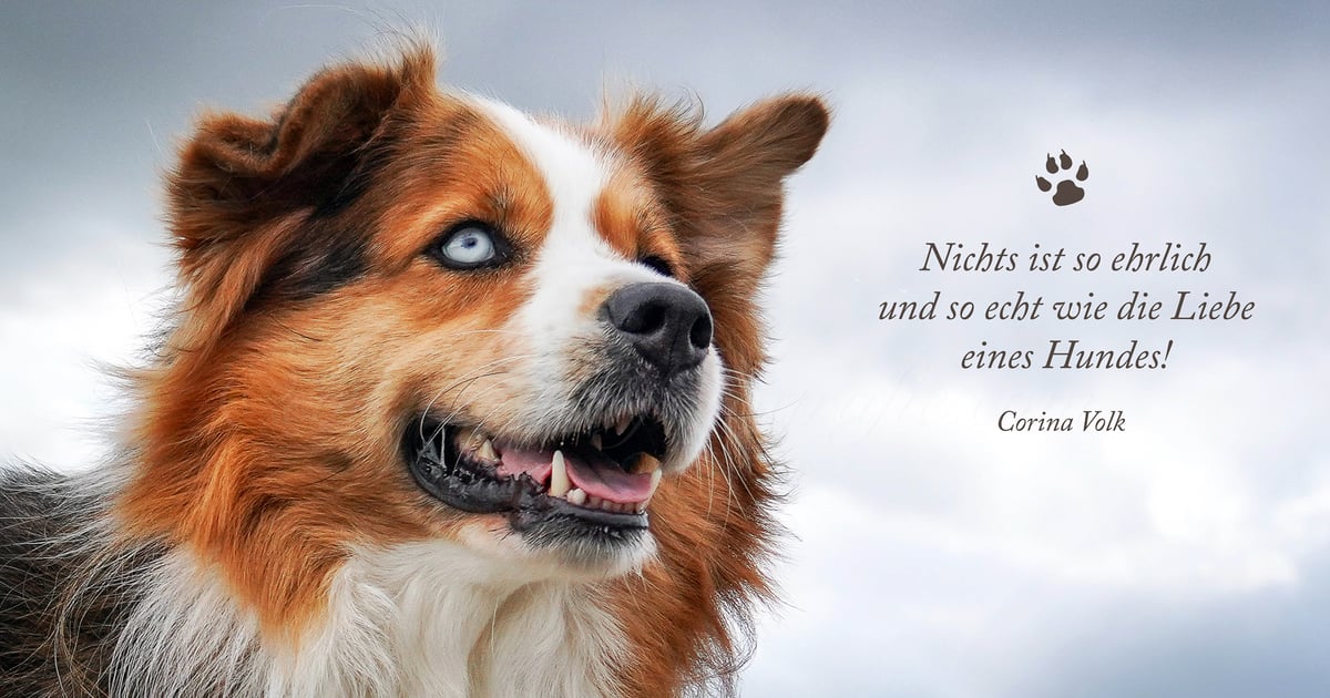 Duke - Hunde - Galerie | Corina Volk