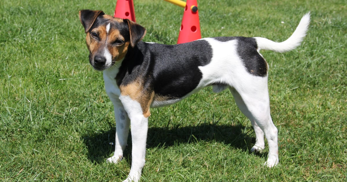 Parson Russell Terrier - Hundezucht | Ricken SG