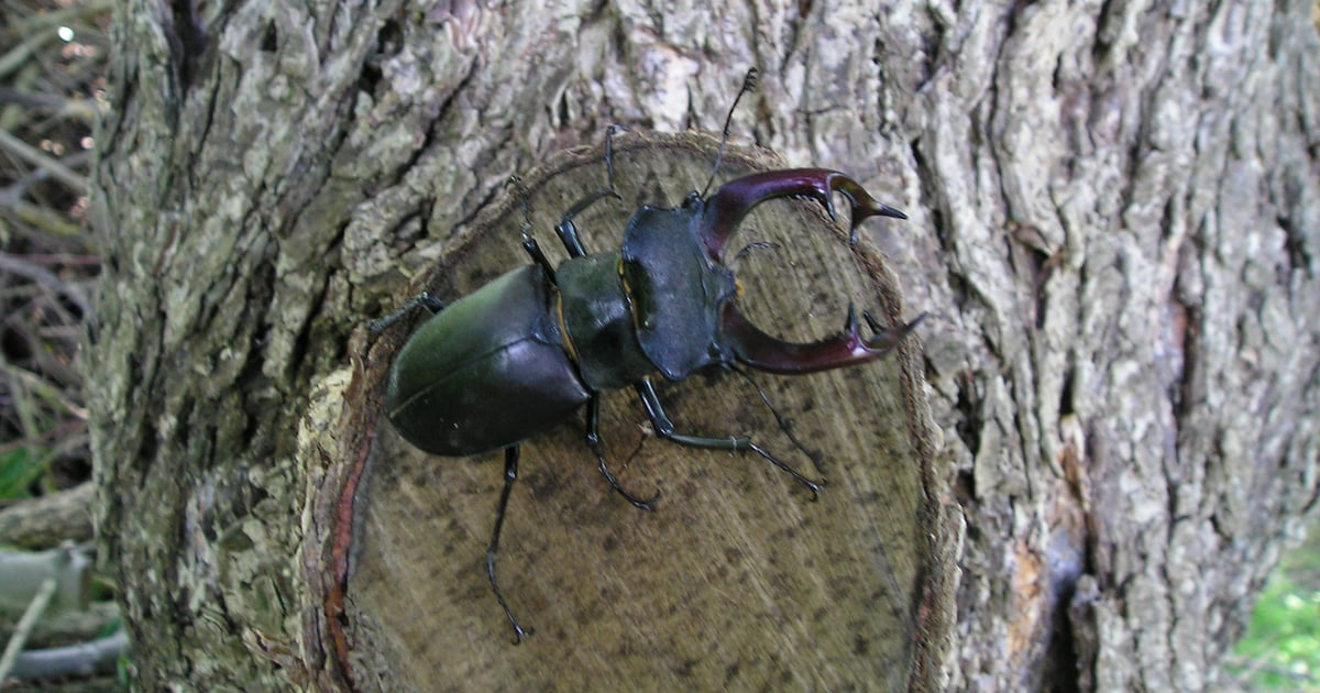 Käfer - Tiere | Nabugart-EN