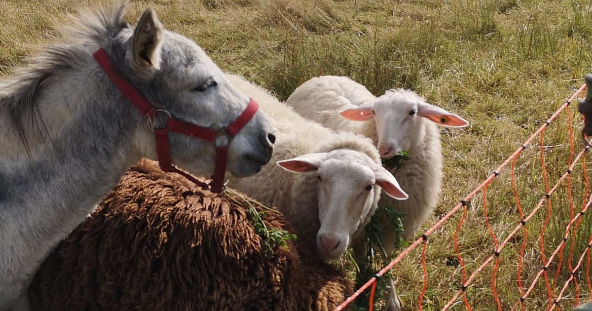 Tiere | De Gmiasara Basti & Sara