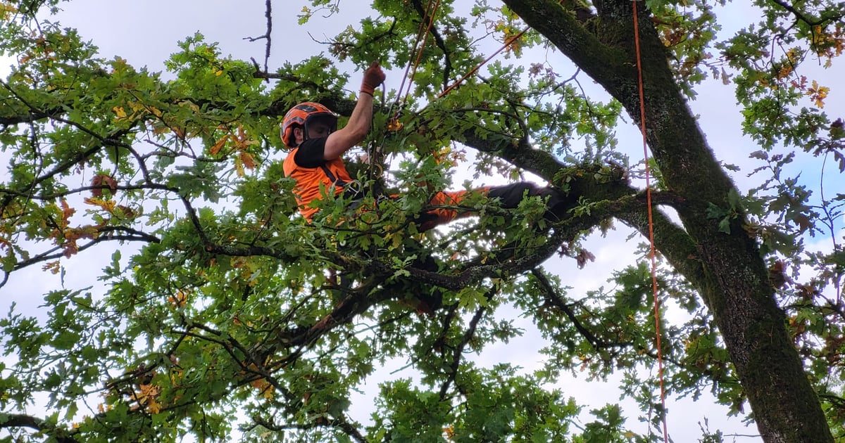 Professionelle Baumpflege und Baumkontrolle