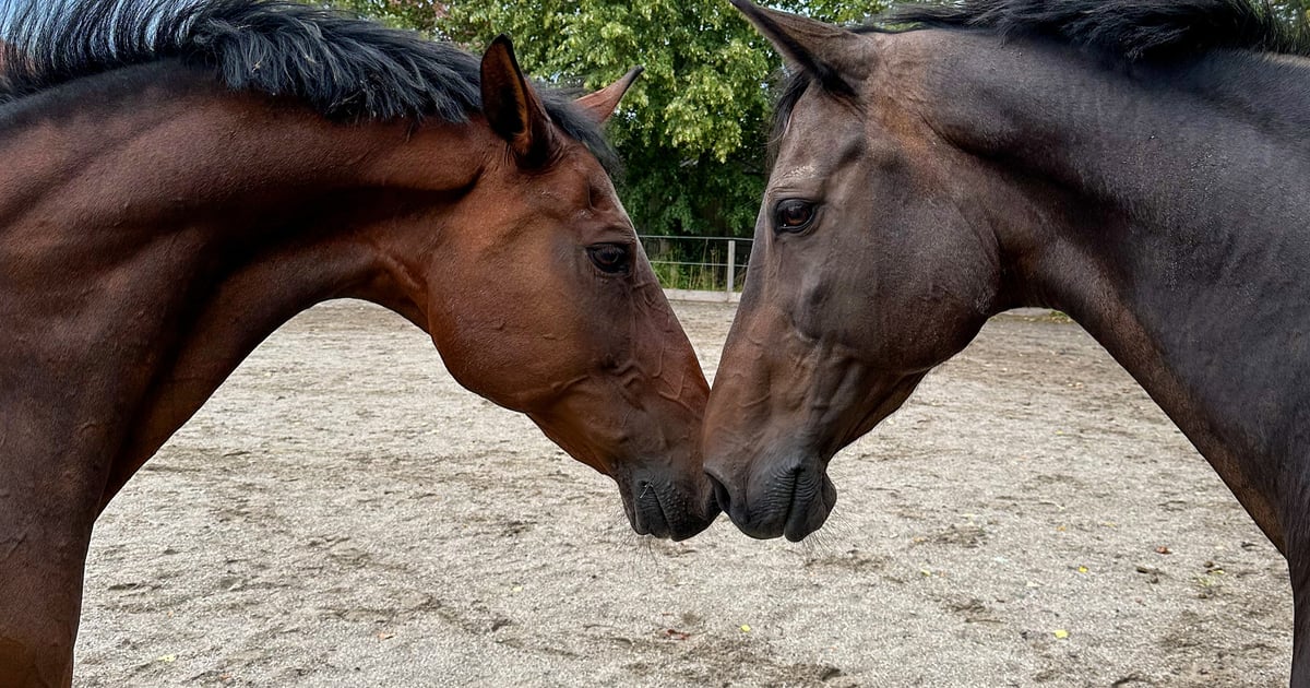 Home | Natural Diagnostic