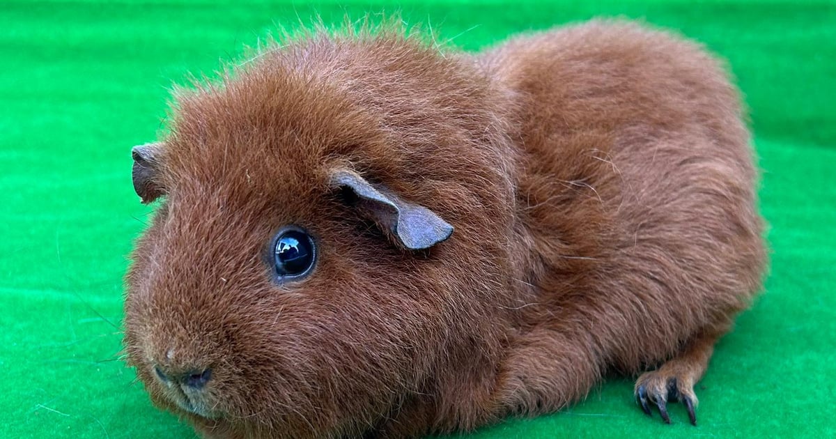 Nos Mamans | Les Chond'Eros