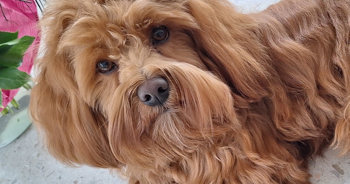 Meine Hunde | Kathrin's Havaneser from diamonds of Havanna