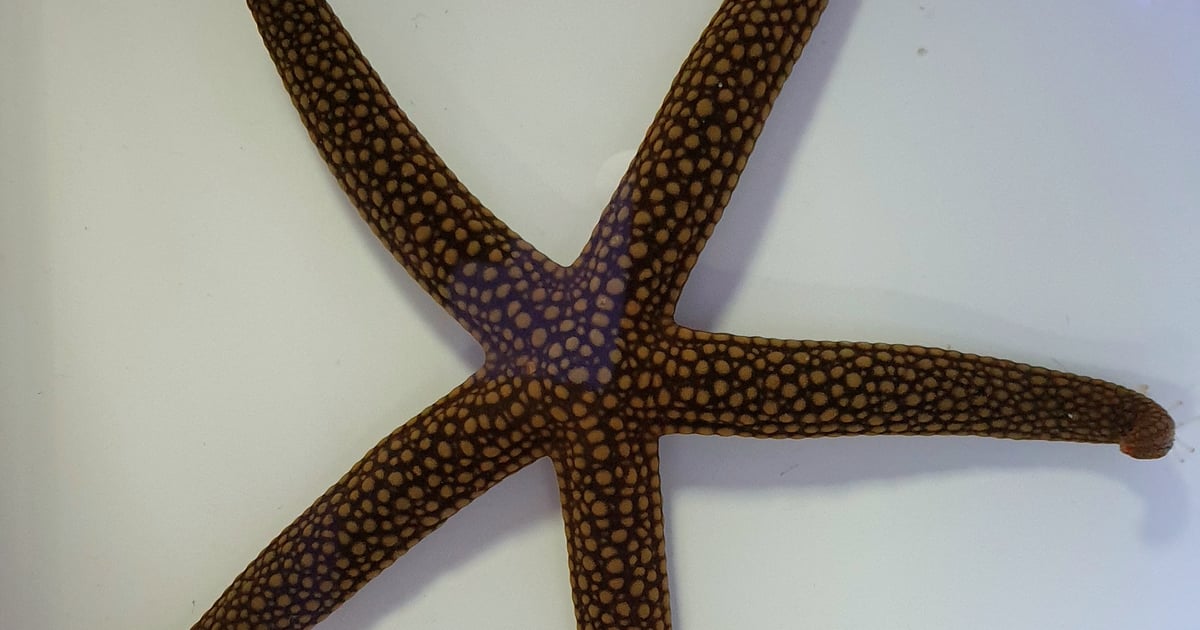 Nardoa galatheae - Galatheas Seestern - Stachelhäuter - Andi's ...