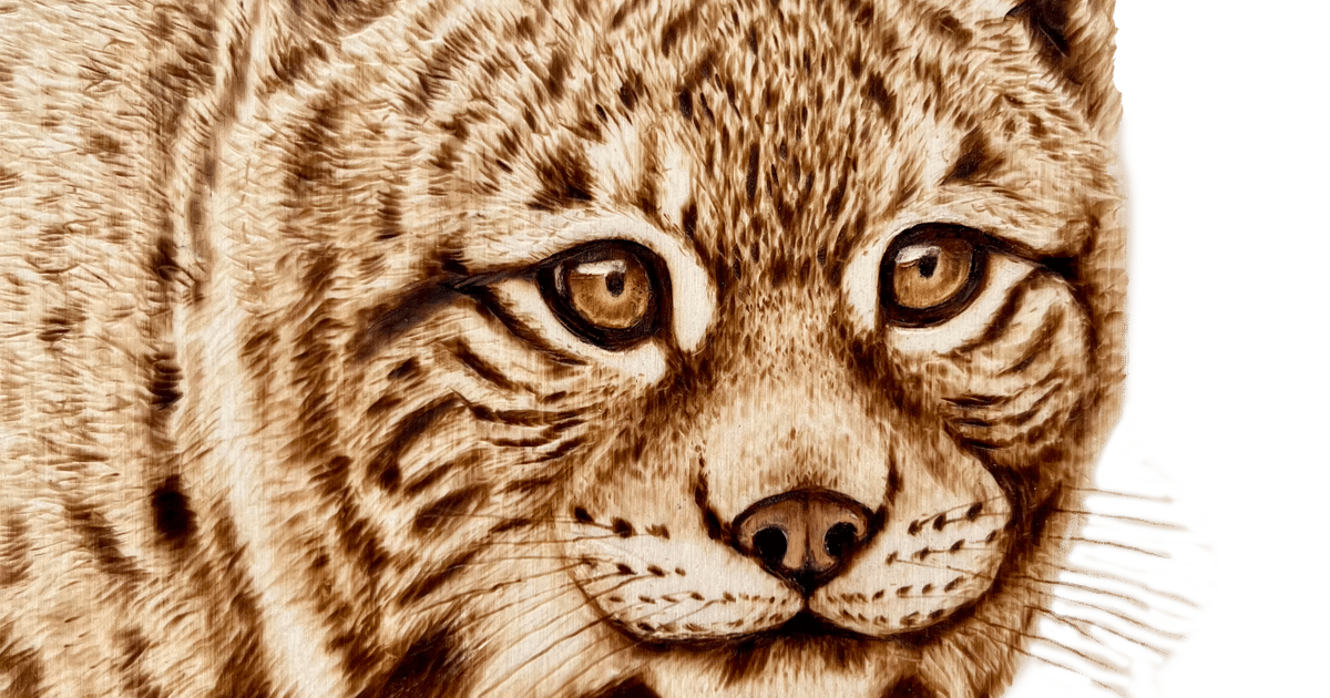 Portfolio | Anna Arts