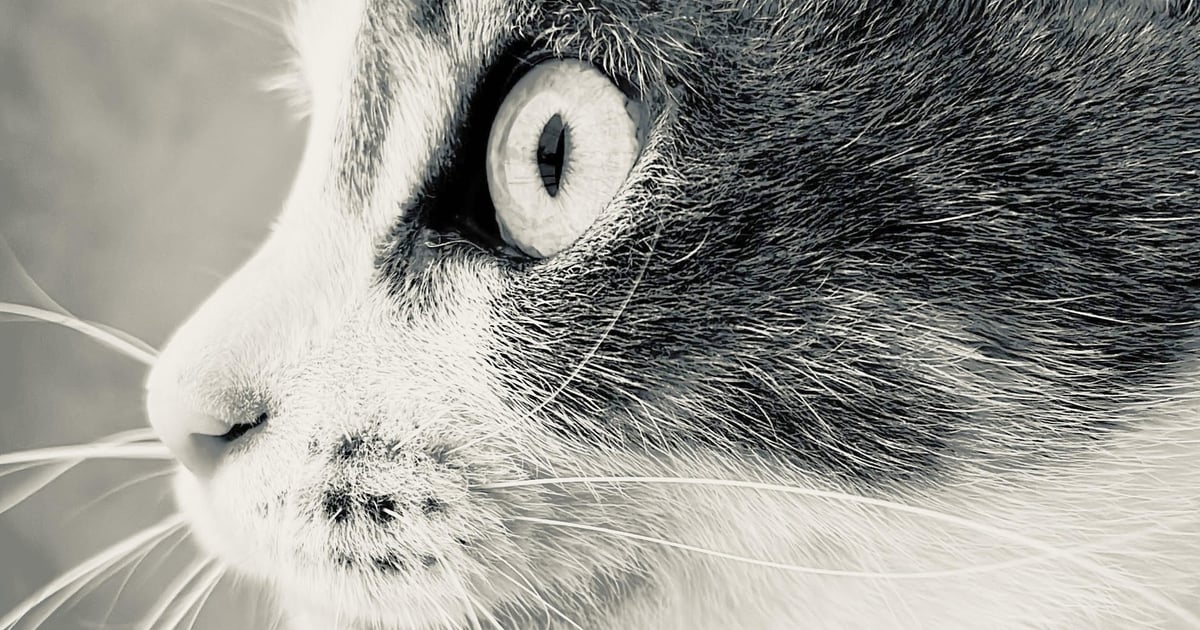 Home | PFP～Peace For Paws～