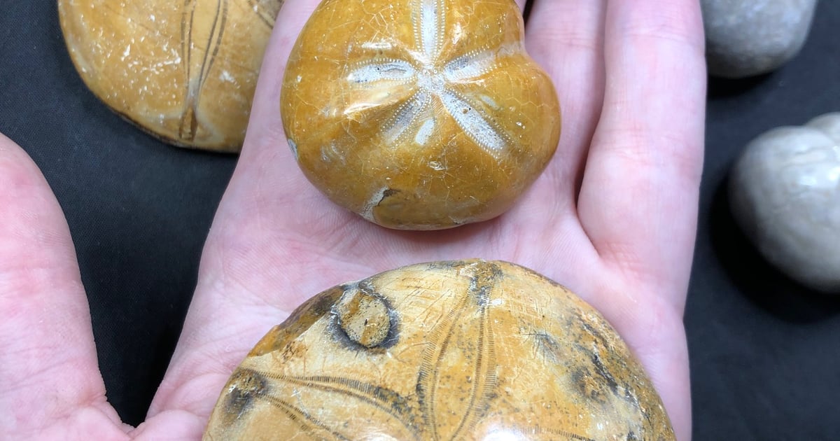 Versteinerter Seeigel Herzseeigel Sanddollar beste Qualität poliert ...