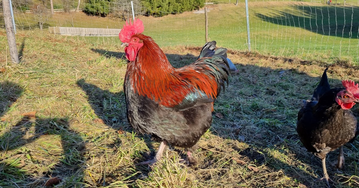 Was sind Marans Hühner - Die Hühnerrasse Marans | Marans