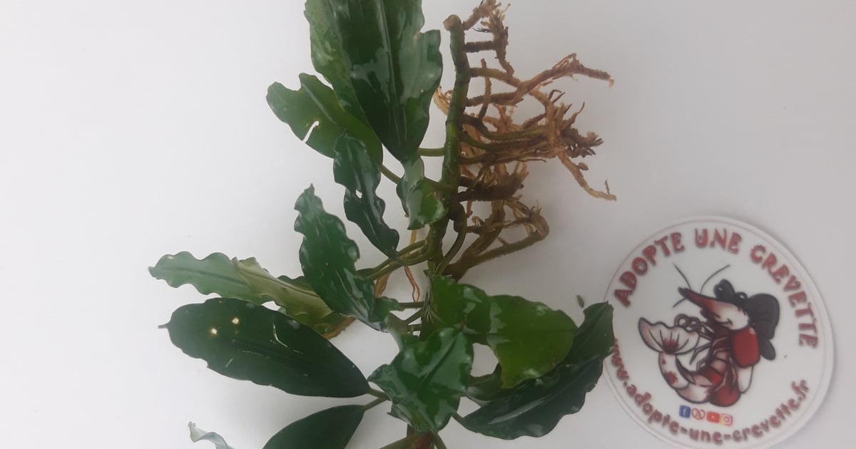 Bucephalandra Violet Sistang - Plantes - La boutique | Adopte une crevette