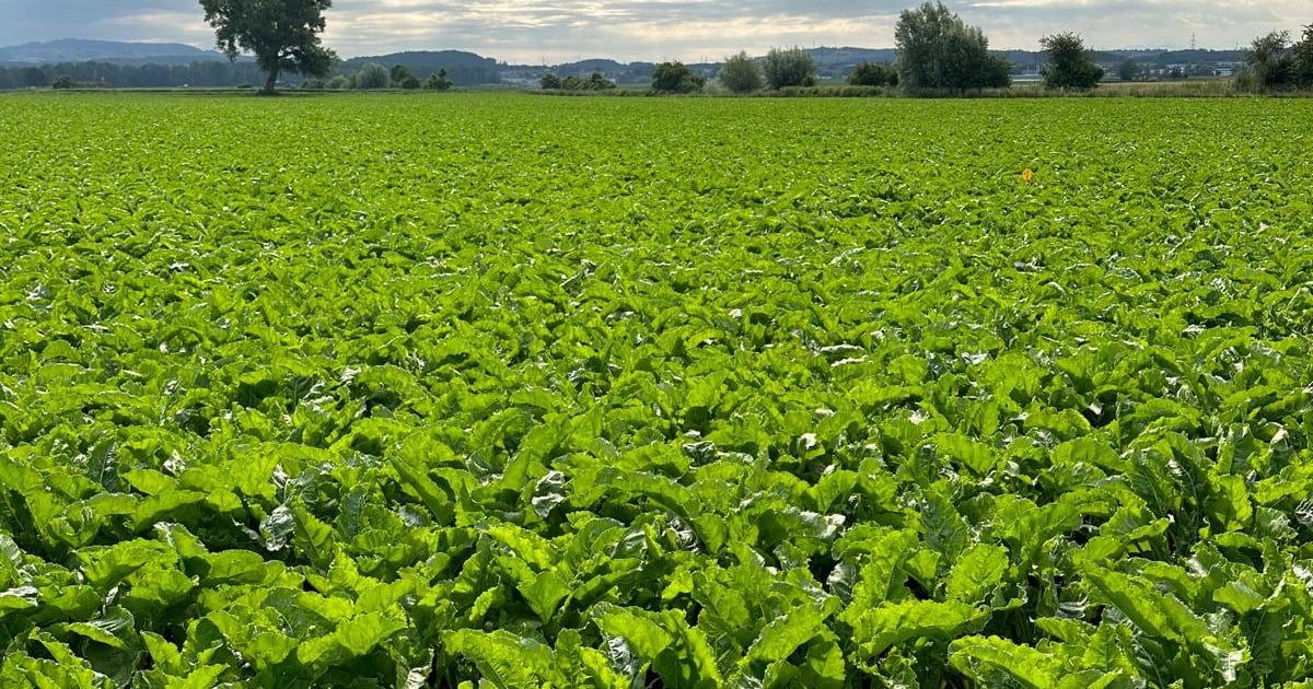 Bilder | Gemueseerzeugerseeland