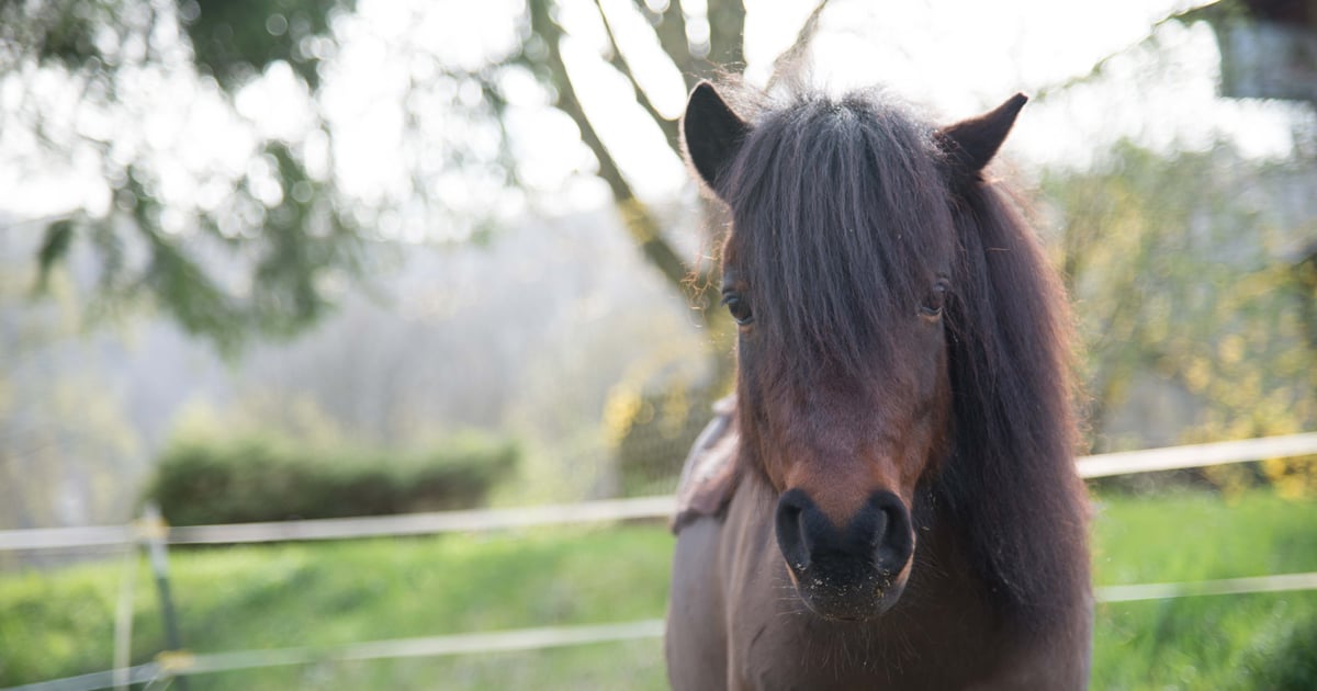 Die Ponys | Reittherapie und Ponyreiten Jana Hess