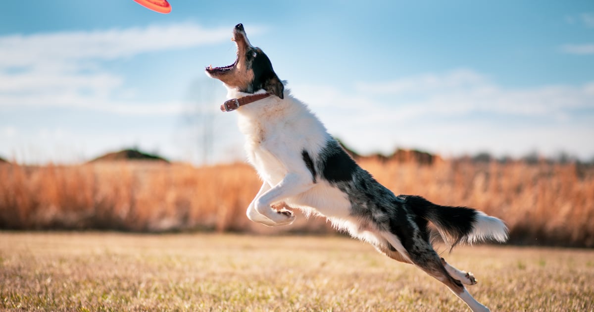 Discdogging - Vorraussetzungen und Kategorien - Blog | Haw-dogs