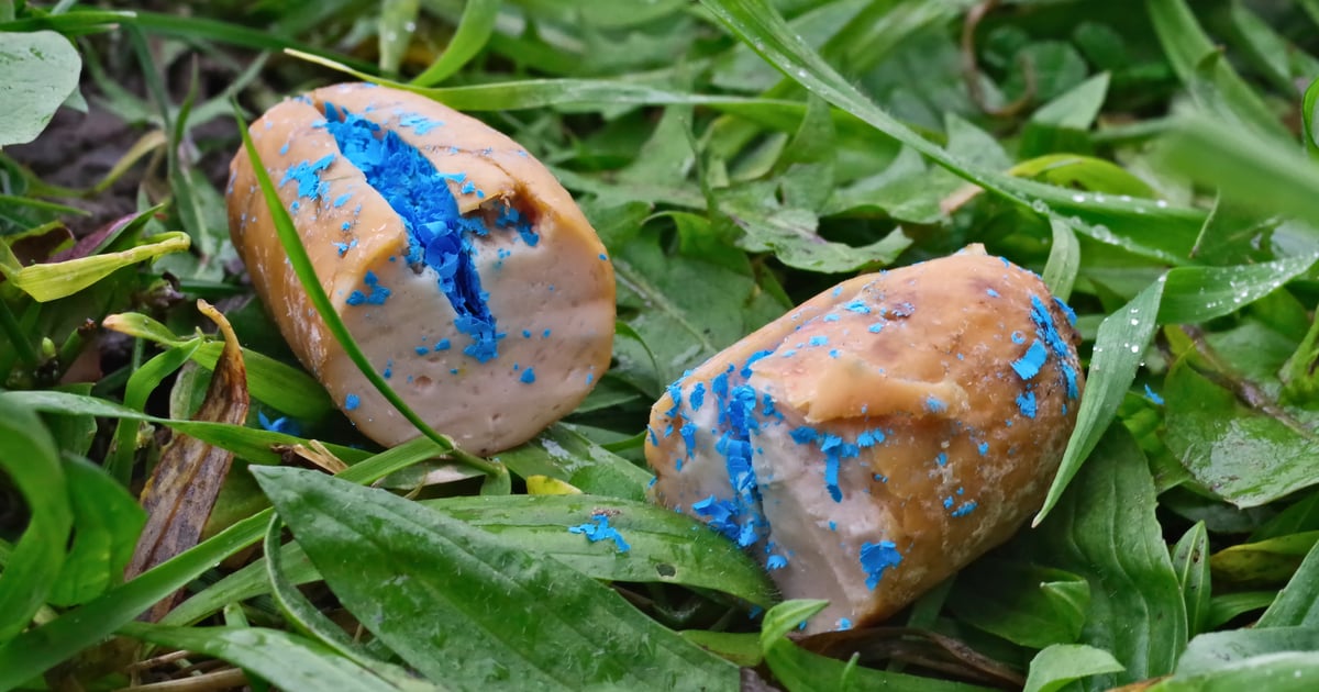 Anti-Giftköder-Kurs - Meine Leistungen | Hundeoase Crivitz