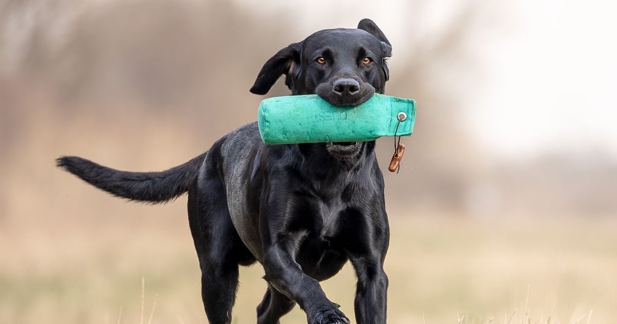 Dogs - Dogs & Breeding | Purefield