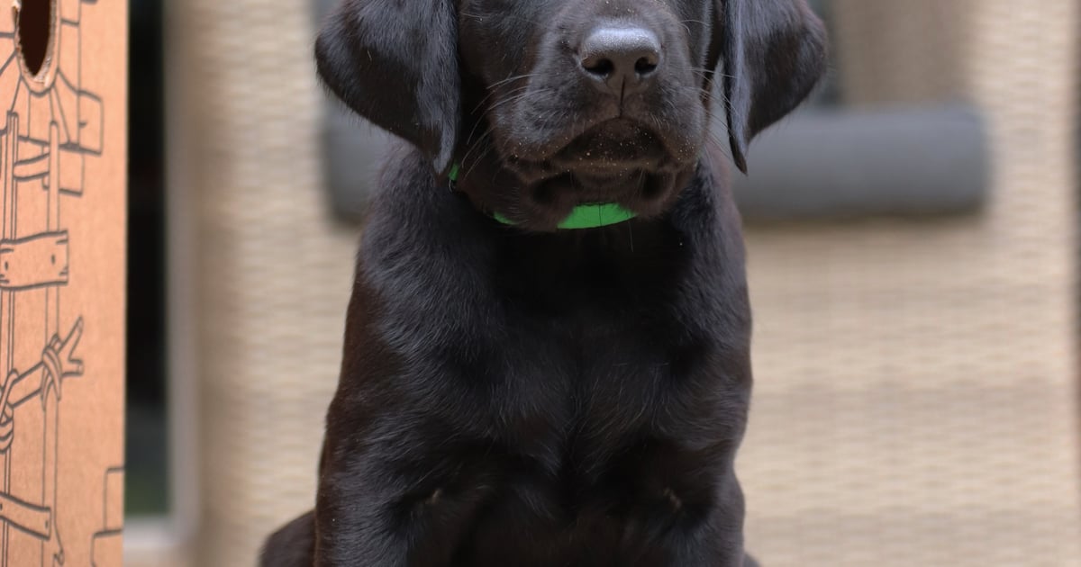 Welpenübersicht - A-Wurf - Zucht | Working Labradors