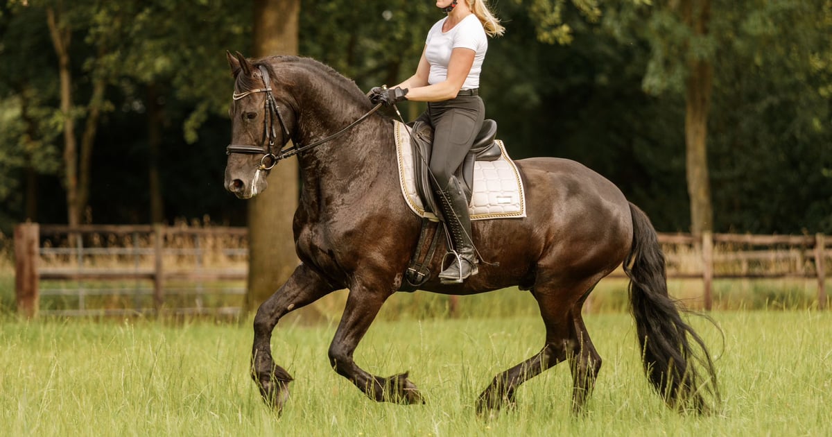 DILBA - english | DILBA