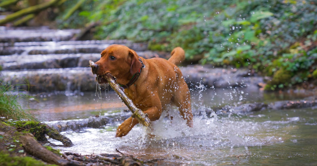 Ginger - Hunde | Brody Labradorzucht