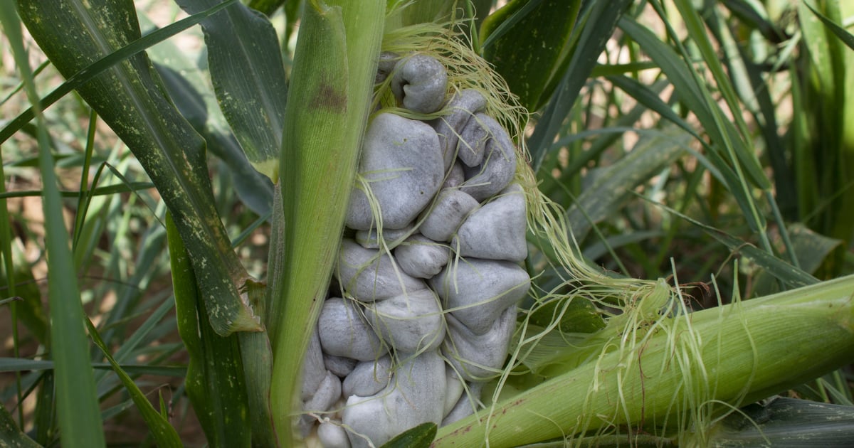 Maisbeulenbrand, Corn smut Sorte: "Cuitlacoche", Wildfund USA Ustilago ...