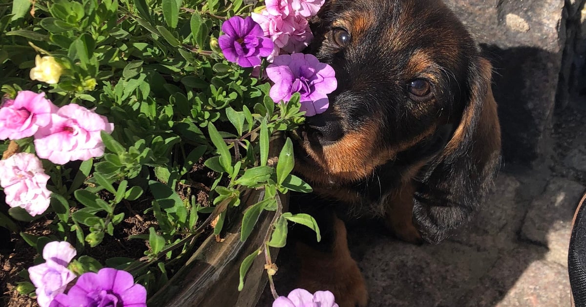 Home | Teckel von der Bruxer Au