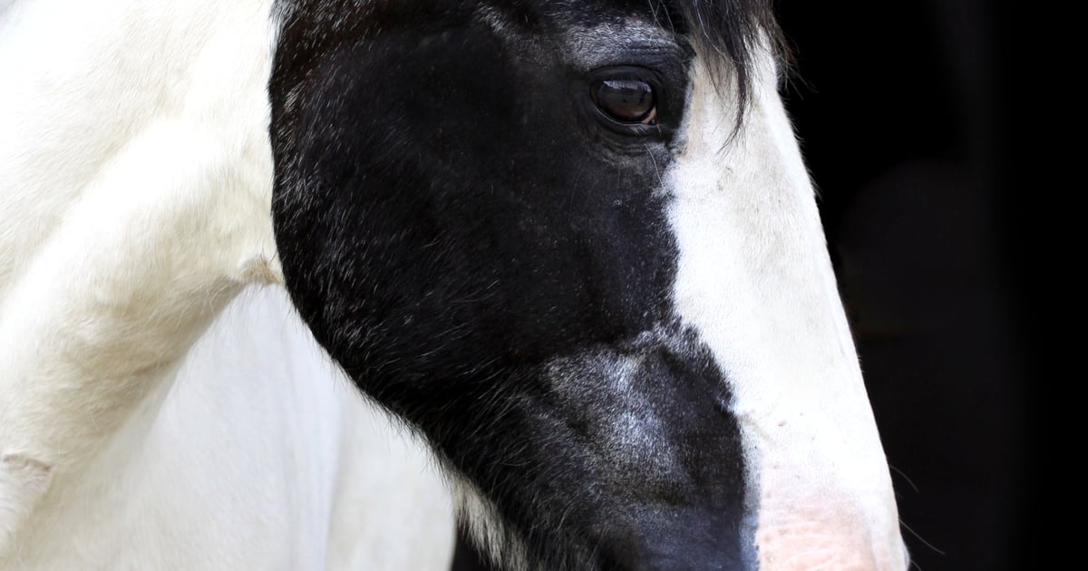 Die Ponys - Über Uns | Luise Wolf