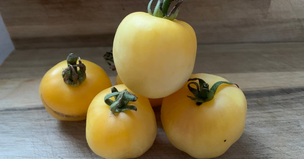 #158 Tomate Ghost Cherry - Tomaten - Shop | ToBotan