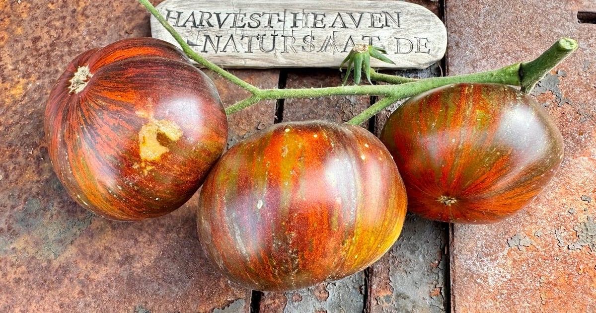 NEU 2024: Rebel Starfighter Dipper´s Delight Tomate (Dwarf) - Bunte ...