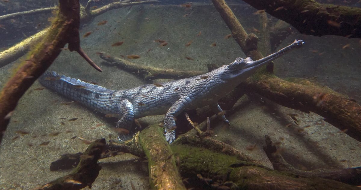 Agricultores y pescadores de la India, unidos para salvar a uno de los ...