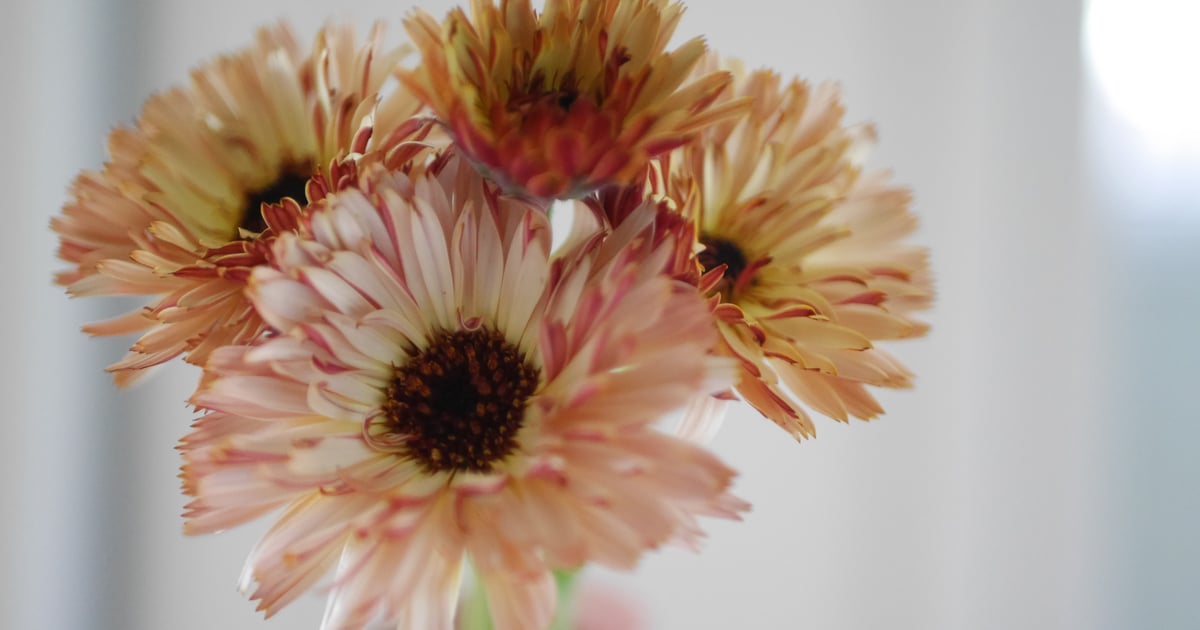(Neu) Ringelblume Calendula officinalis 'Touch of Red Buff ...