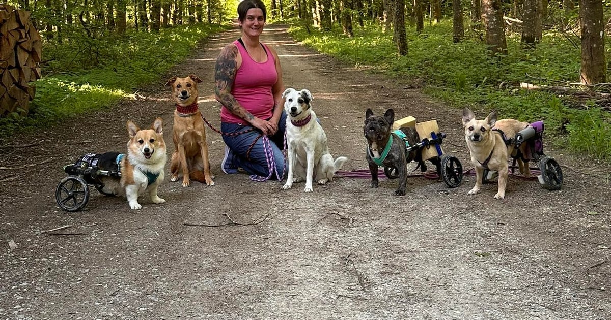 Unser Team - Home | Verein für behinderte Hunde