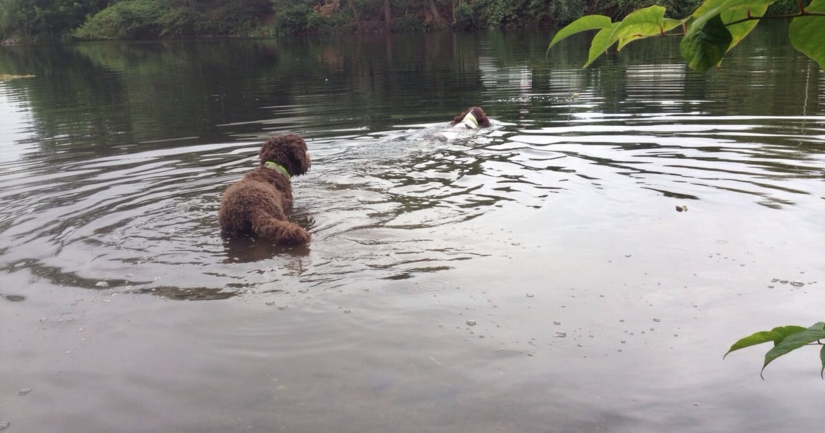CFFV | CFFV Club für französische Vorstehhunde