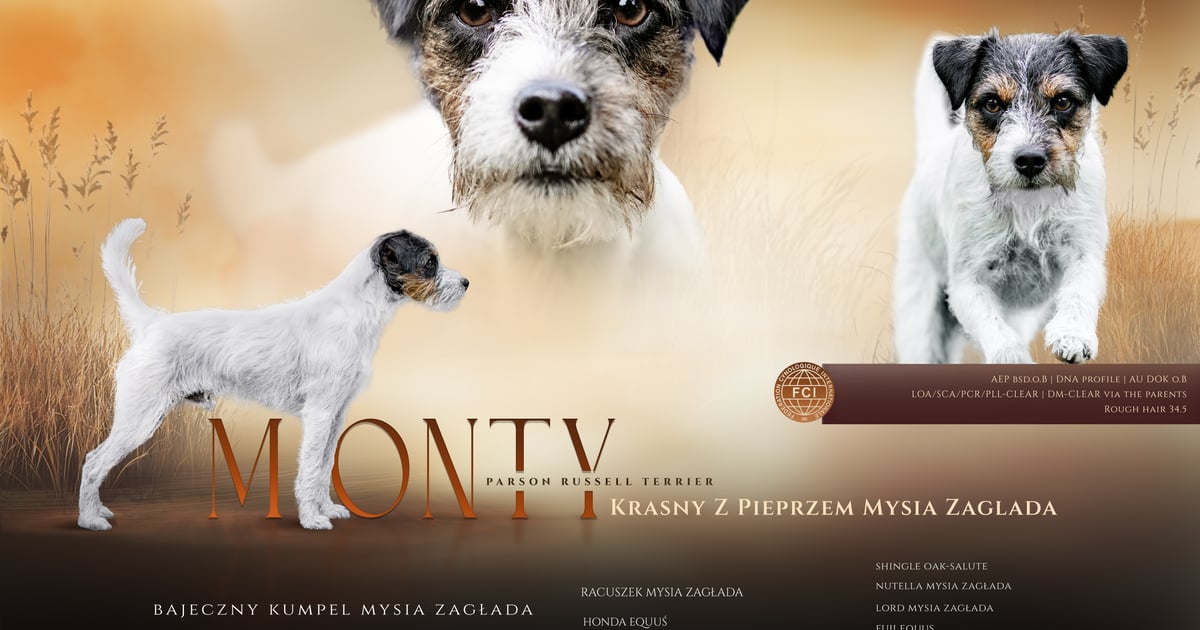 Monty | Heike Graf Dynamic Future