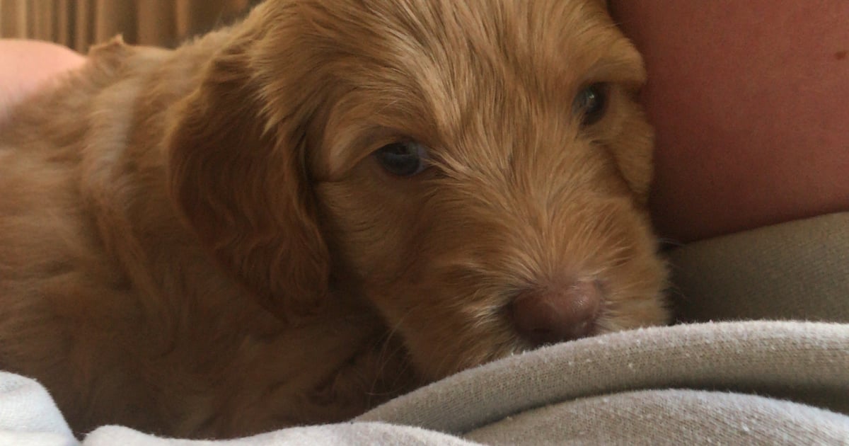 Ruby - Unsere Australian Labradoodle | Sealand´s Australian Labradoodle