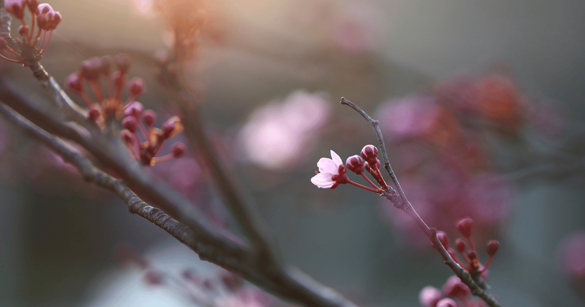 Blütenranken-Kollektion - Home | Isabella Acker Schmuck