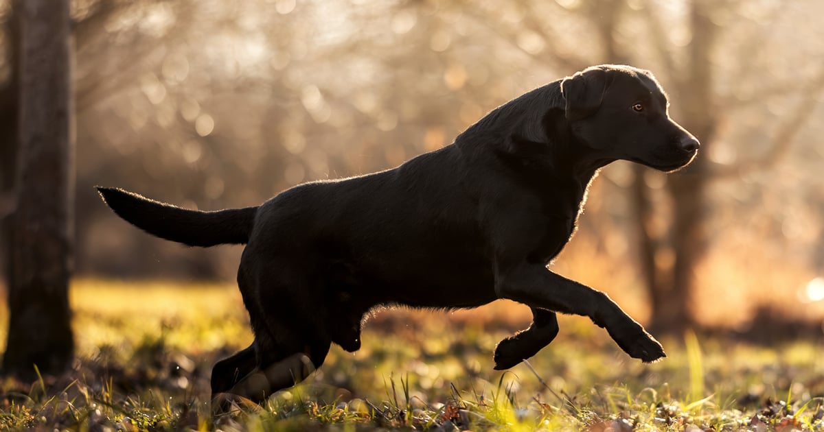 Litters - Dogs & Breeding | Purefield