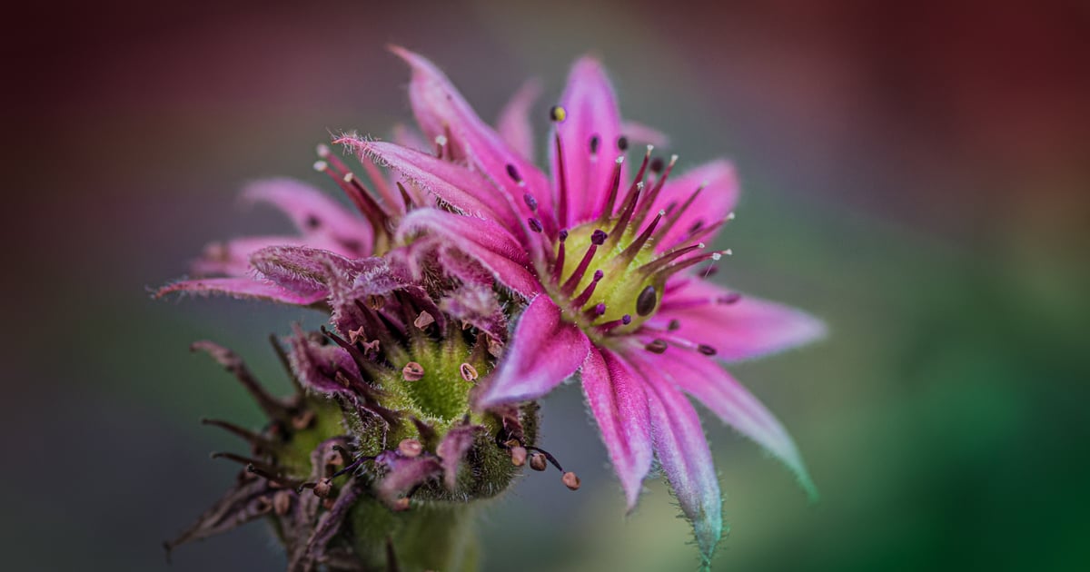 Home | Pink Floralist