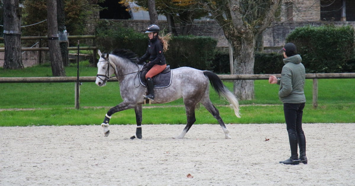 Accueil | Cluny - Mâcon Formations Équestres