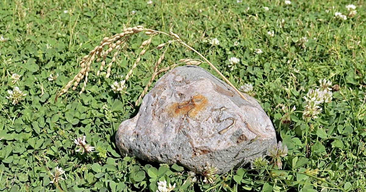 渡邉光子 | Mitsuko Watanabe