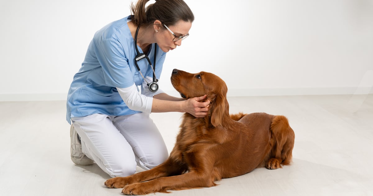 Ablauf der Behandlung - FAQ | VetOnkologie