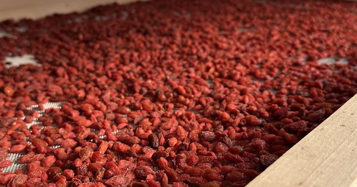 Shop | Bio Goji Beeren