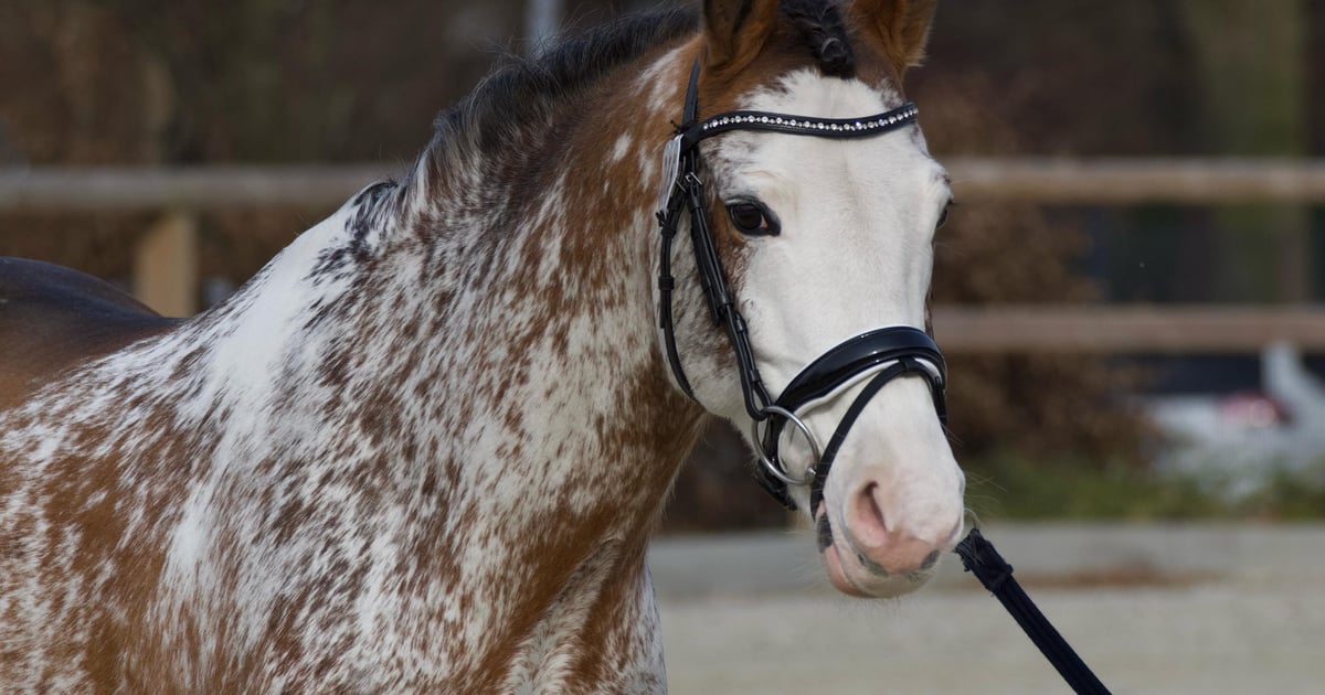 Phantasio spotty dream | Gestüt Köhlhorst