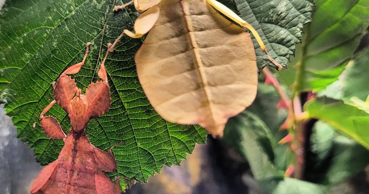 Phyllium Letiranti "Tataba" - Wandelndes Blatt - Wandelnde Blätter ...