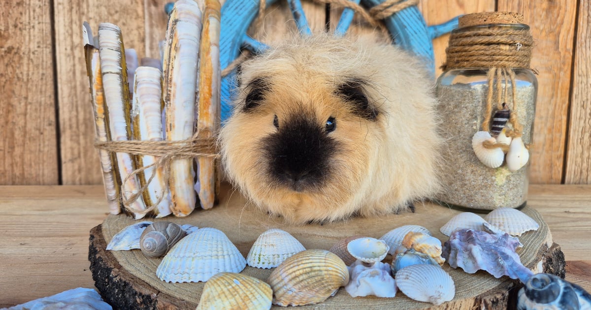 Schweizer Teddys | RMZ vom Klosterberg