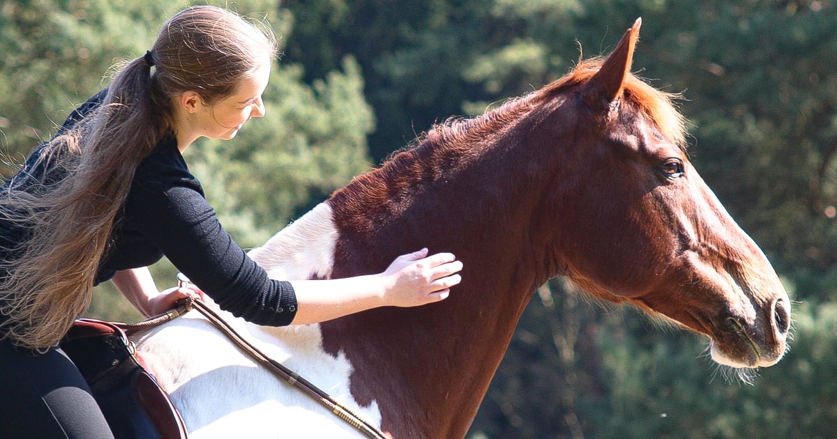 Pferdegestützte Interventionen & Pferdetraining | equipped-therapie Miriam Bartenschlager
