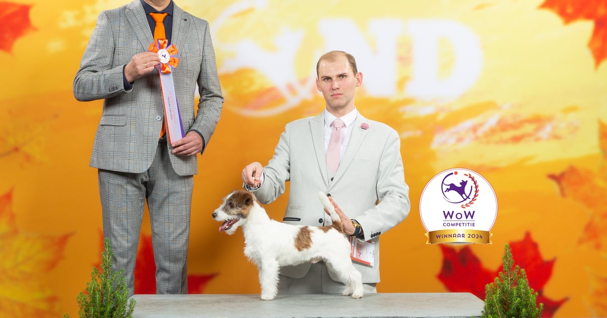 Jack-Tonic World Collection - Reuen - Onze Honden | Quinwoods